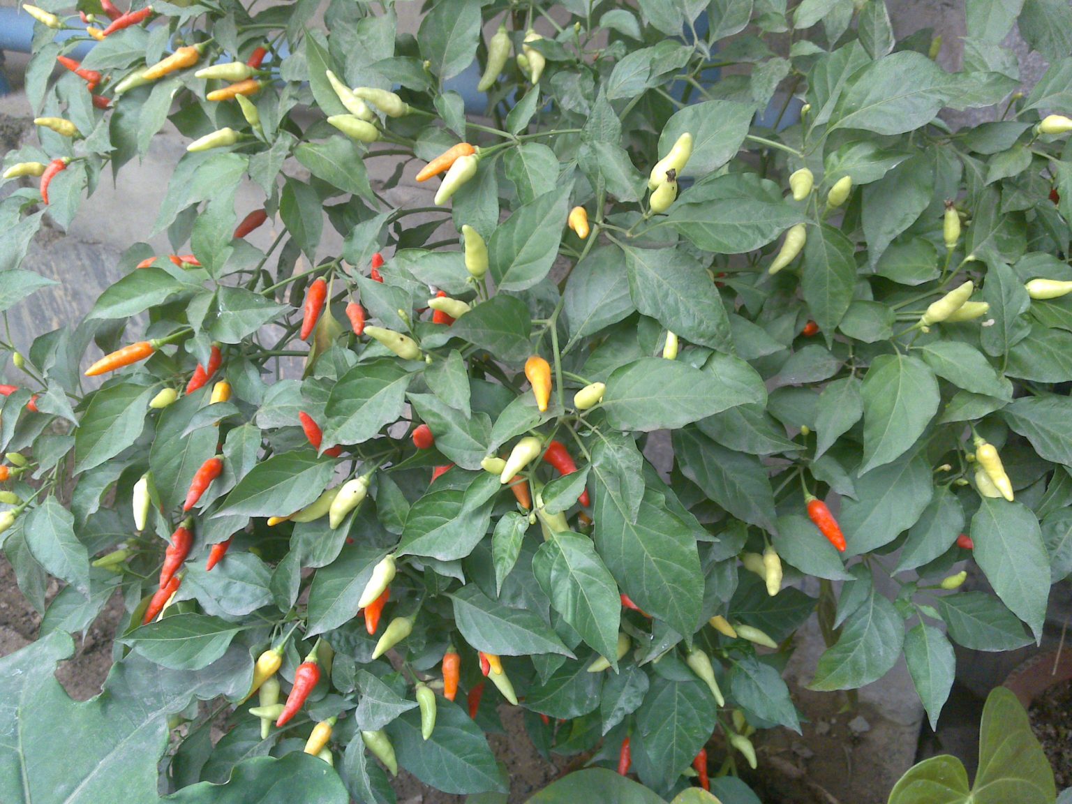A Guide to the Chilli Peppers of Northeast India - Discover East - Food