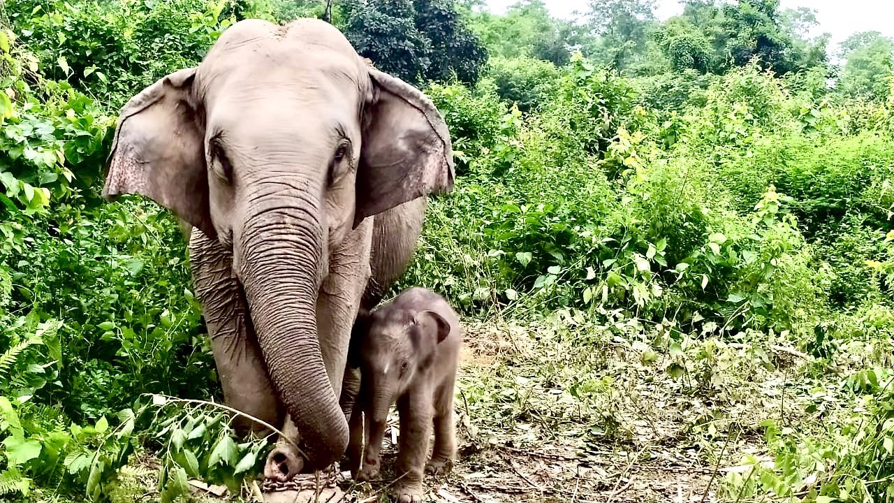 World Elephant Day – An Ode to the Magnificent Animal - Discover East ...