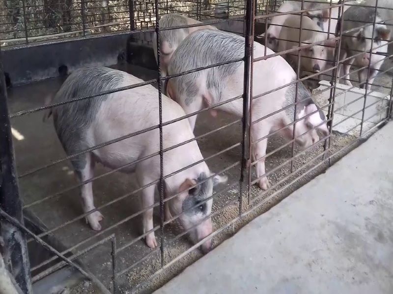 Ban on Sale and Consumption of Pork in Majuli over Swine Fever - Food