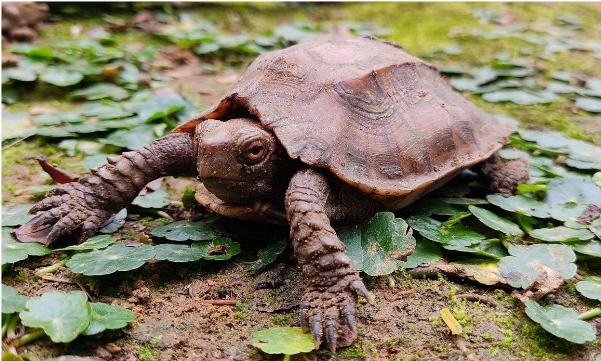 Protection of Tortoises and Turtles of Northeast India - Discover East ...