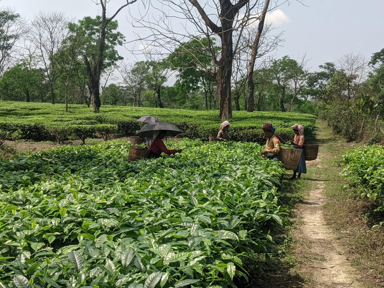 International Tea Day 2024: Assam's Deep-Rooted Tea Connection