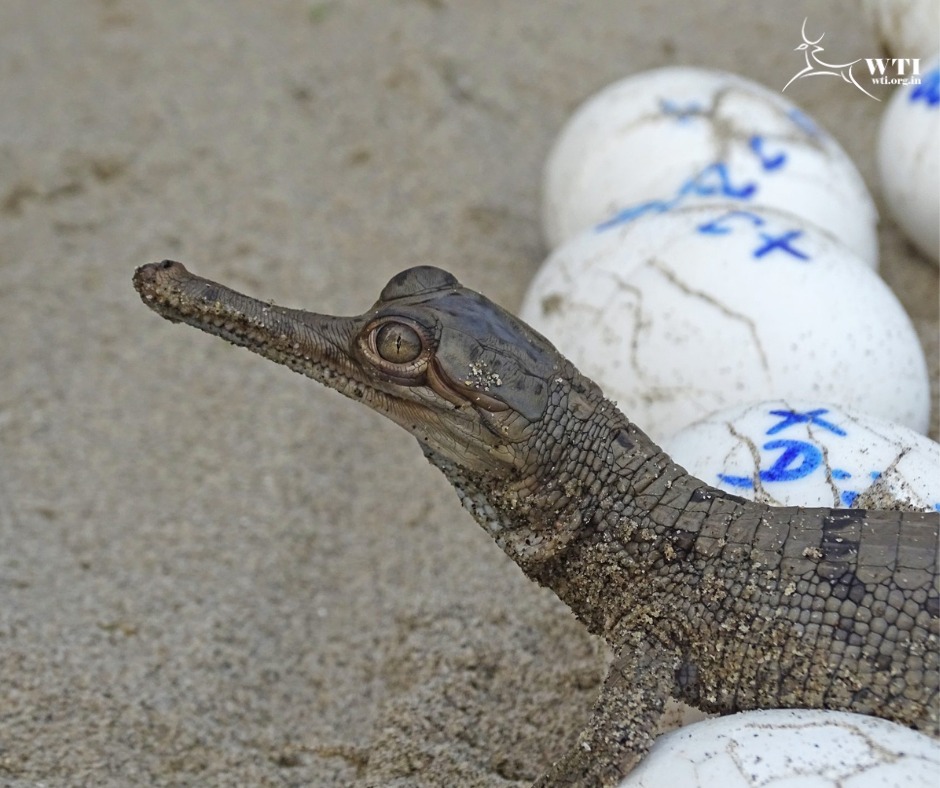 160 Critically Endangered Gharial hatch near Gandhak River - Discover ...